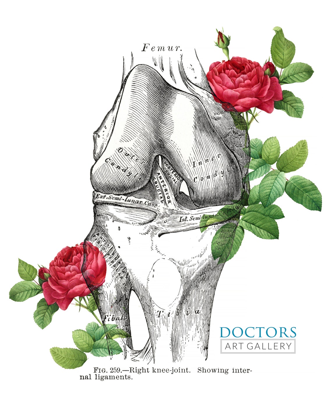 Knee Joint Internal Ligament Rose Flower Vintage Human Anatomy - Etsy