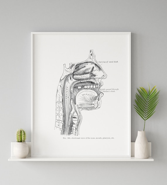 Pictures Of Nose And Mouth Tongue