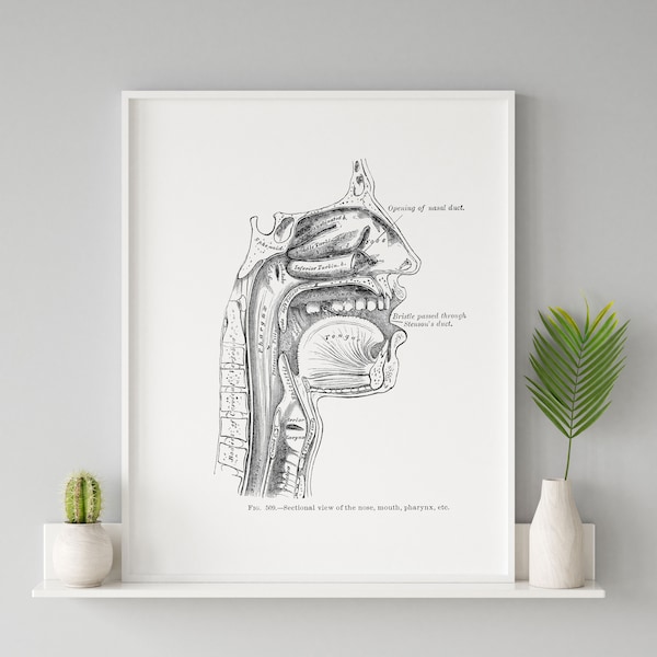 Larynx - Etsy