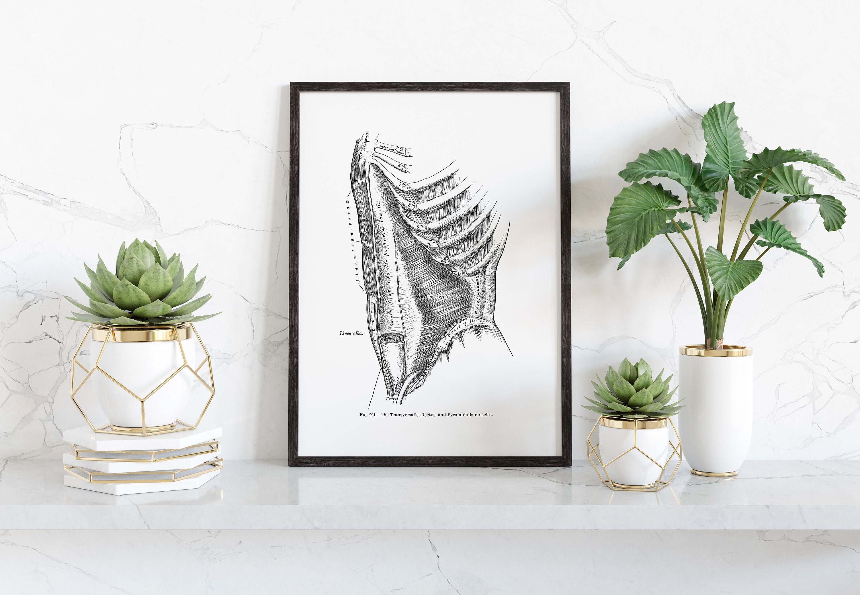 Transverse Abdominis Internal Abdominal Rectus and Pyramidalis Muscles ...