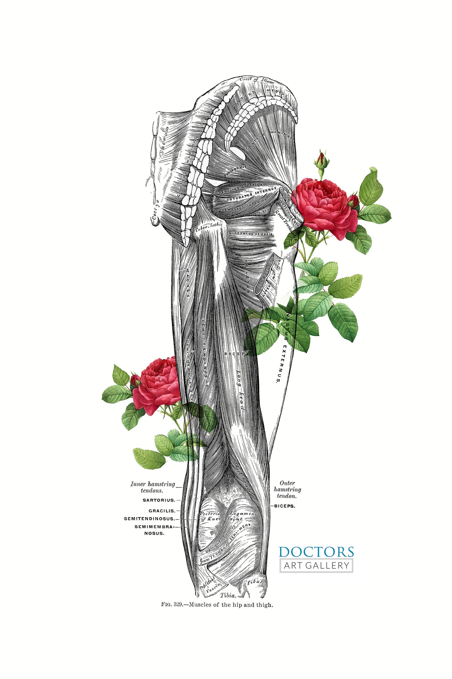 Hamstring Gluteus Rose Flower Vintage Human Anatomy Leg Muscle Floral ...