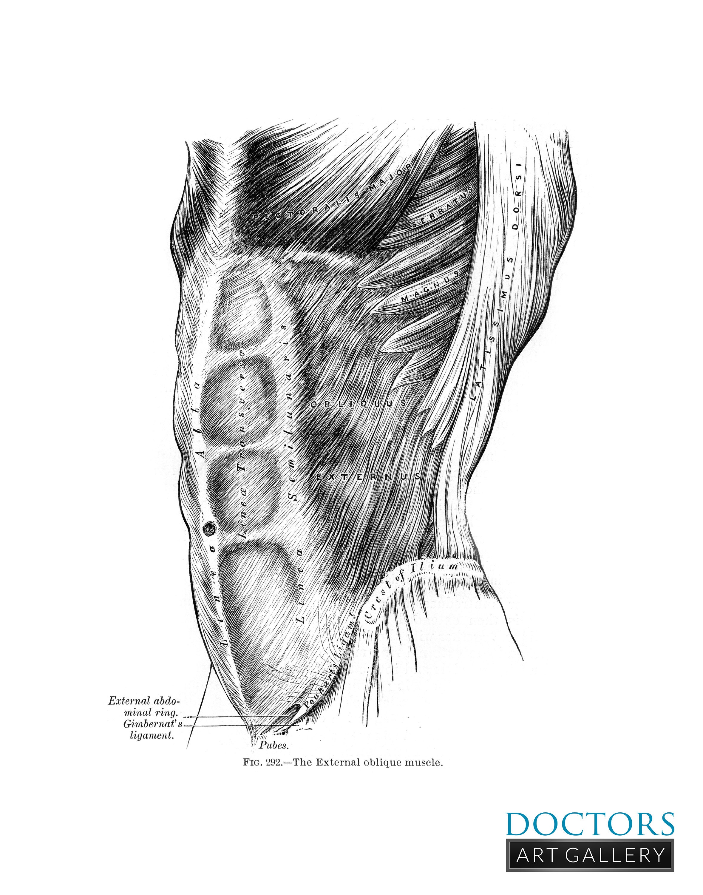 Abdomen External Oblique Muscle Human Anatomy Art Print - Etsy