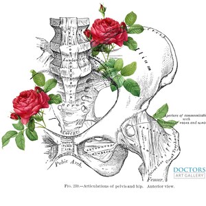 Pelvis Hip Joint Anterior Muscle Rose Flower Bone Osteology Vintage ...