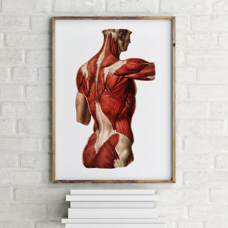 Muscles of the Back Vintage Human Anatomy Art Print - Etsy