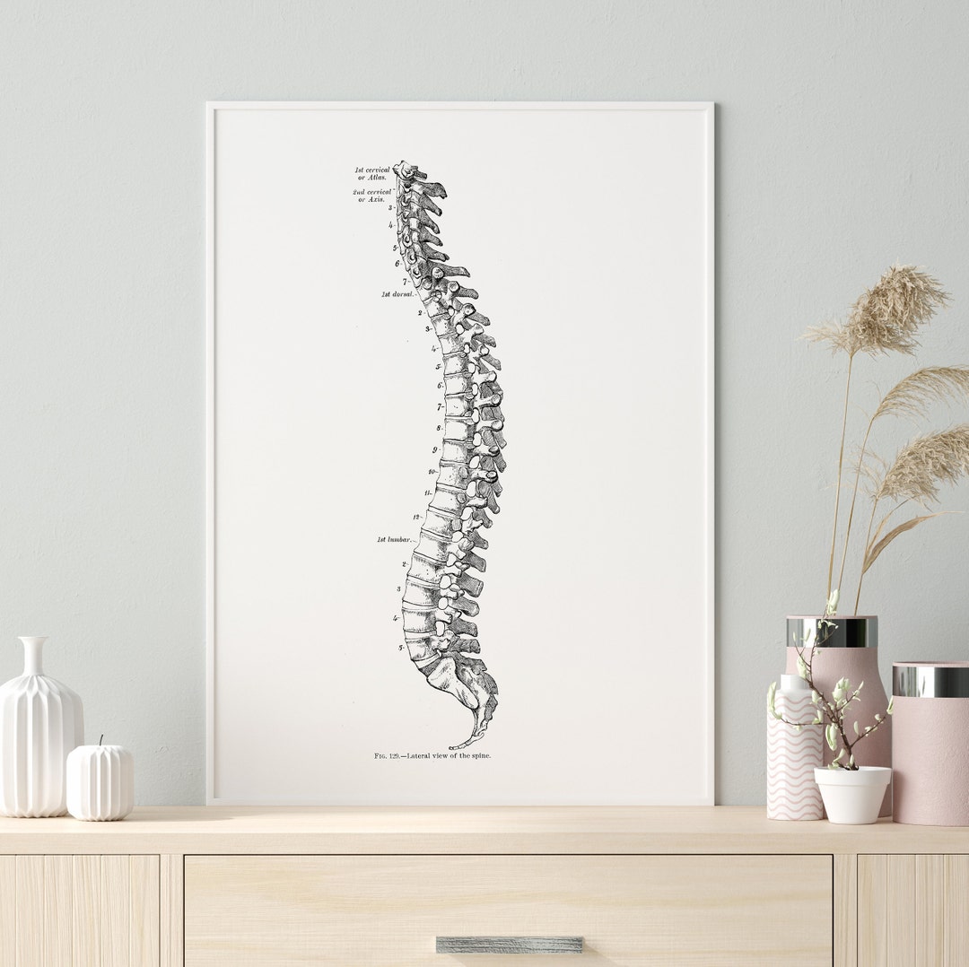 Vintage Lateral Spine Osteology Vertebrae Anatomy Art Print - Etsy
