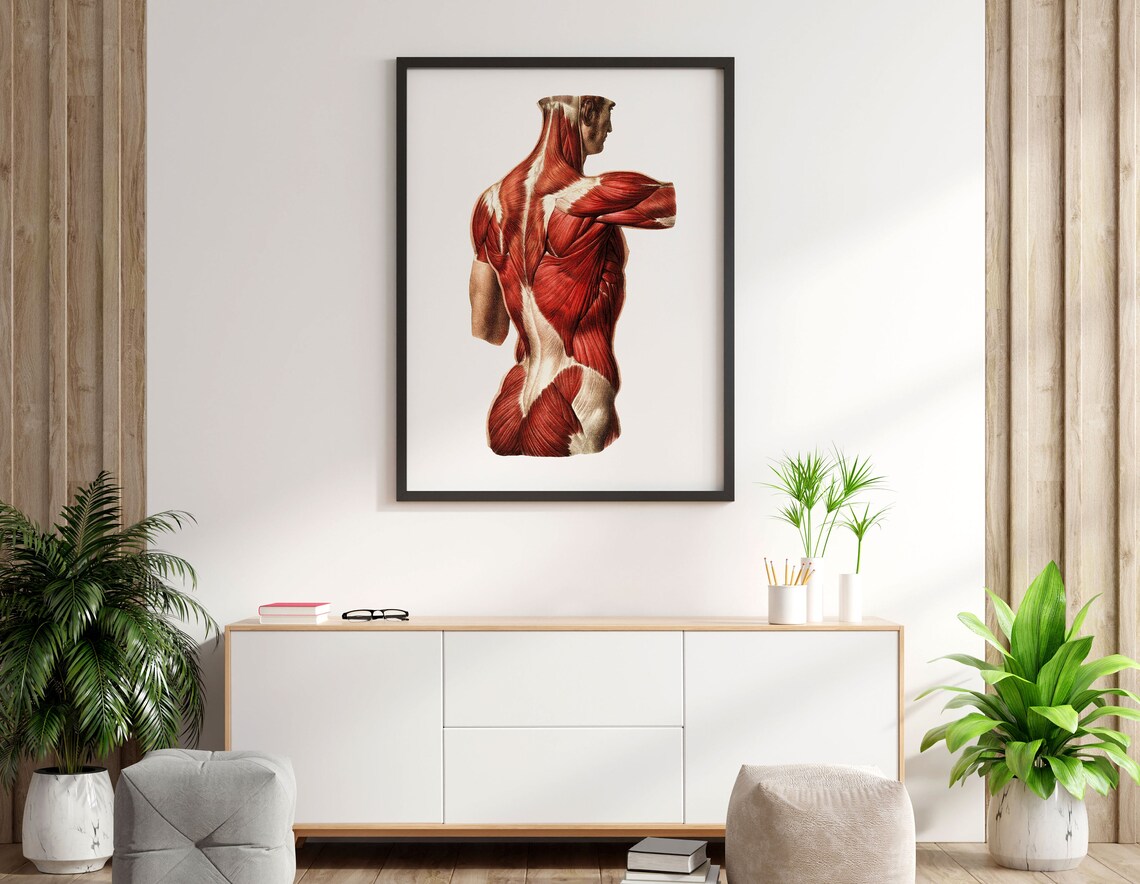 Muscles of the Back Vintage Human Anatomy Art Print - Etsy