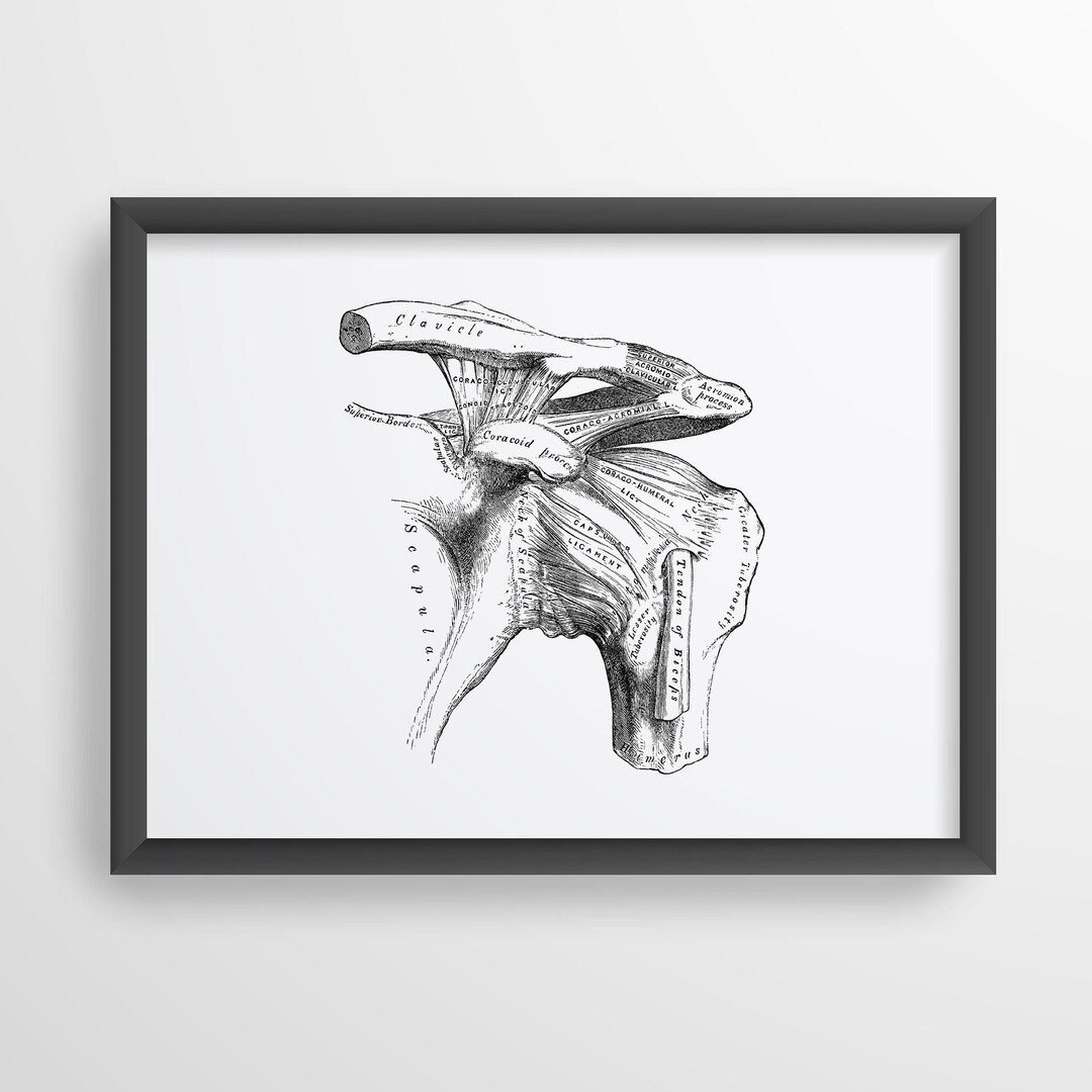 Shoulder Joint Human Anatomy Art Print - Etsy