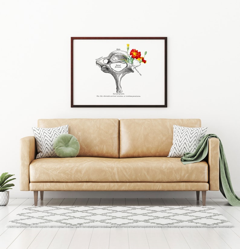 Vertebra Prominens Cervical Spine Bone Vintage Osteology Floral Anatomy ...