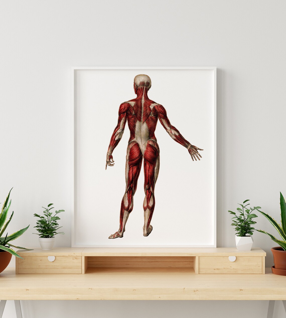 Posterior Muscular System Whole Body Vintage Human Anatomy Art - Etsy