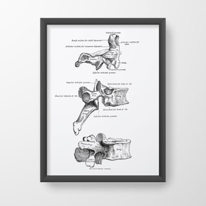 Lateral Spine Vertebrae Cervical, Thoracic, Lumbar Human Anatomy Art ...
