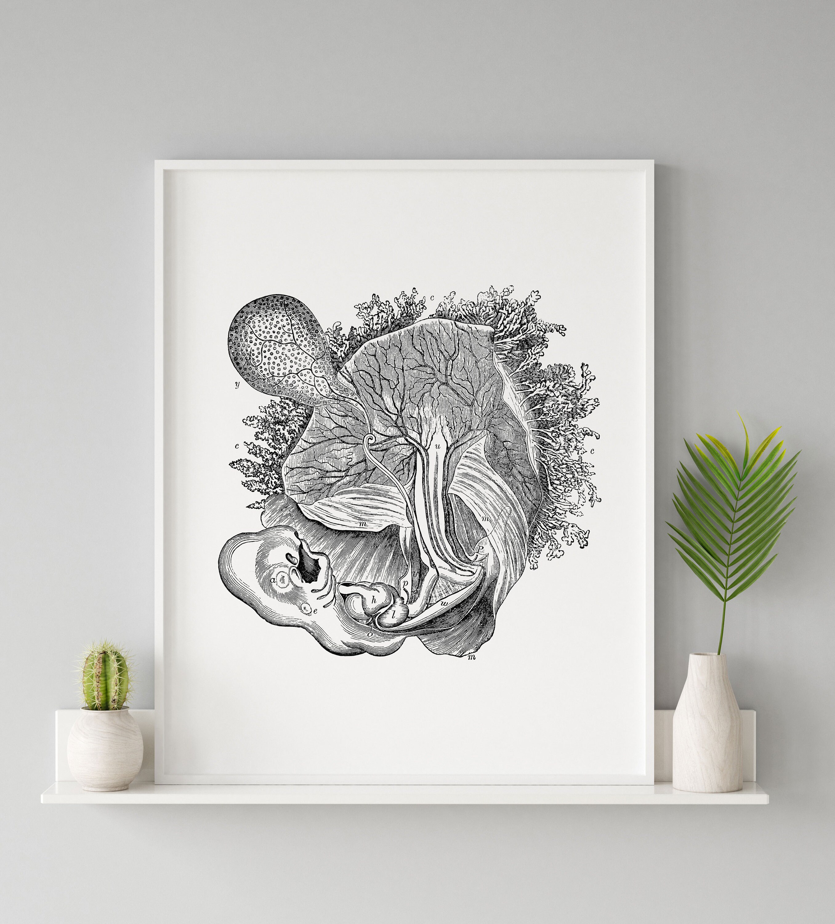 Embryo Fertility Vintage Human Anatomy Art Print Female - Etsy