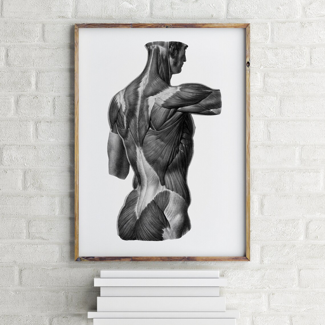 Muscles of the Back Vintage Human Anatomy Art Print Black and - Etsy