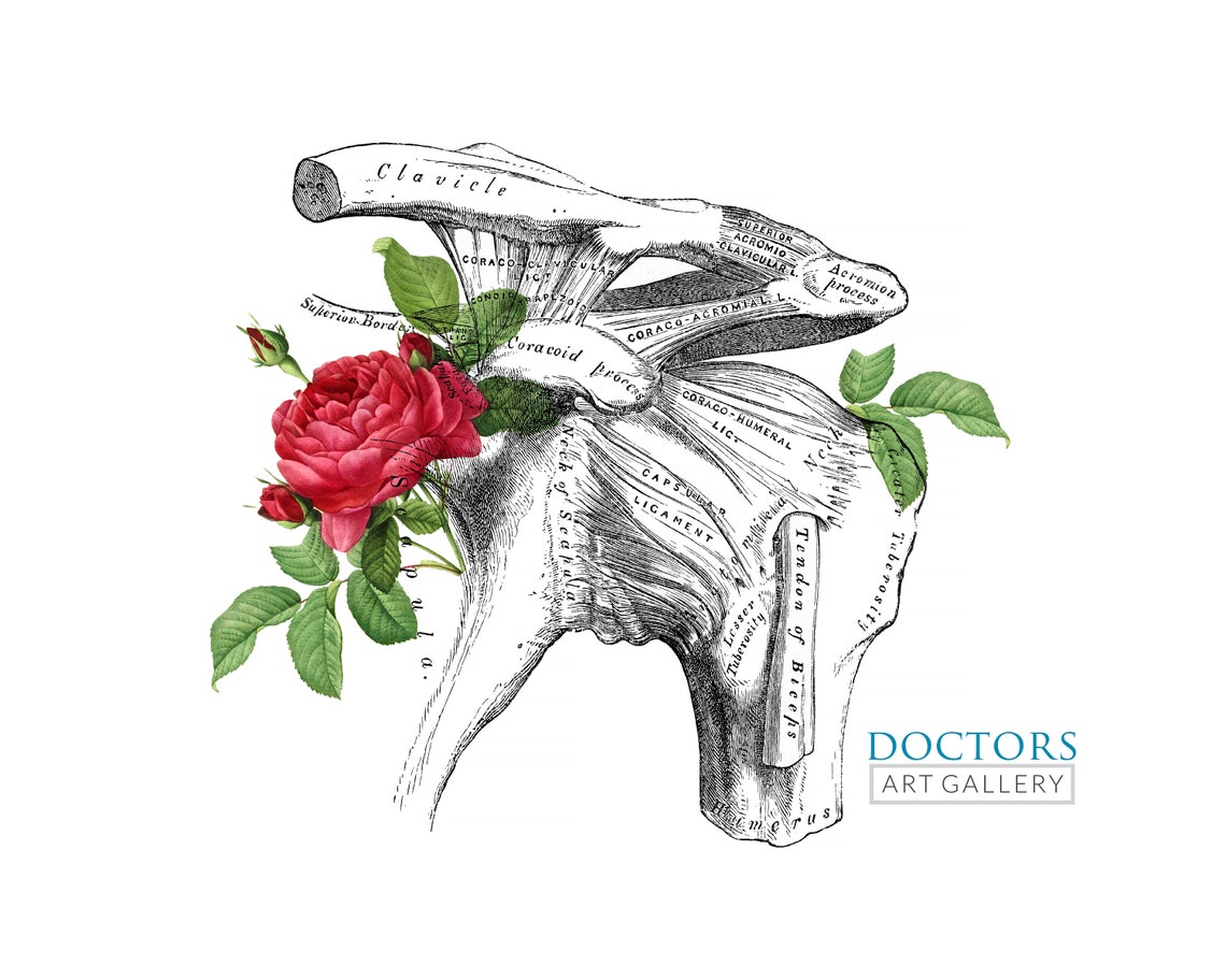 Shoulder Joint Rose Flower Human Anatomy Art Print Muscle PT Floral ...