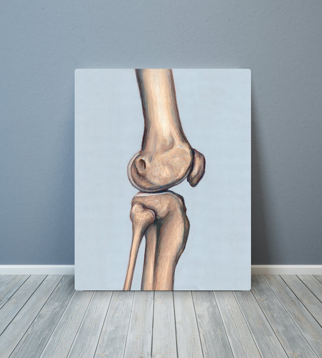 Articulación de la rodilla Hueso de la pierna Rótula Fémur Tibia Peroné ...