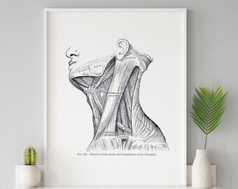 Muscle Anatomy | Etsy