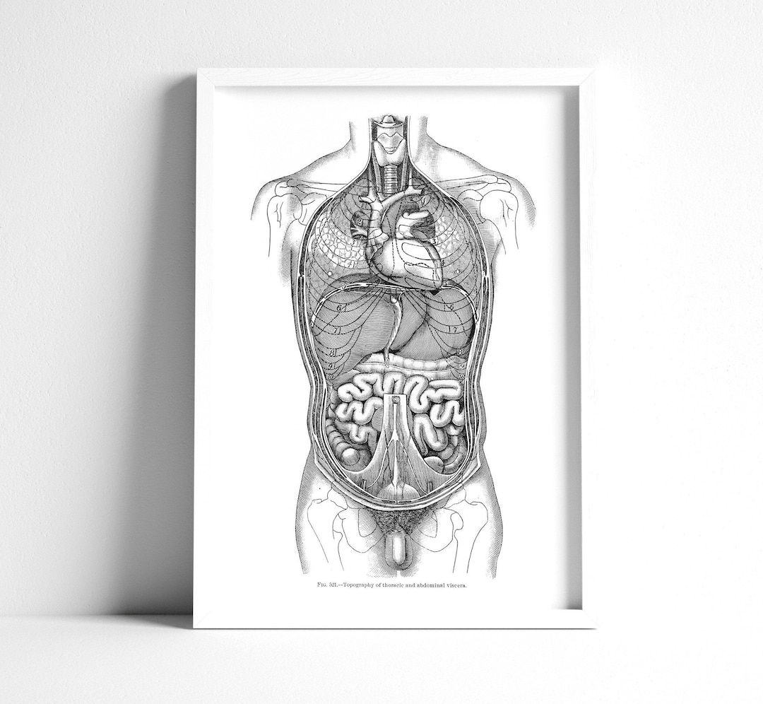Thoracic and Abdominal Viscera Organs of Digestion Vintage Anatomy Art ...