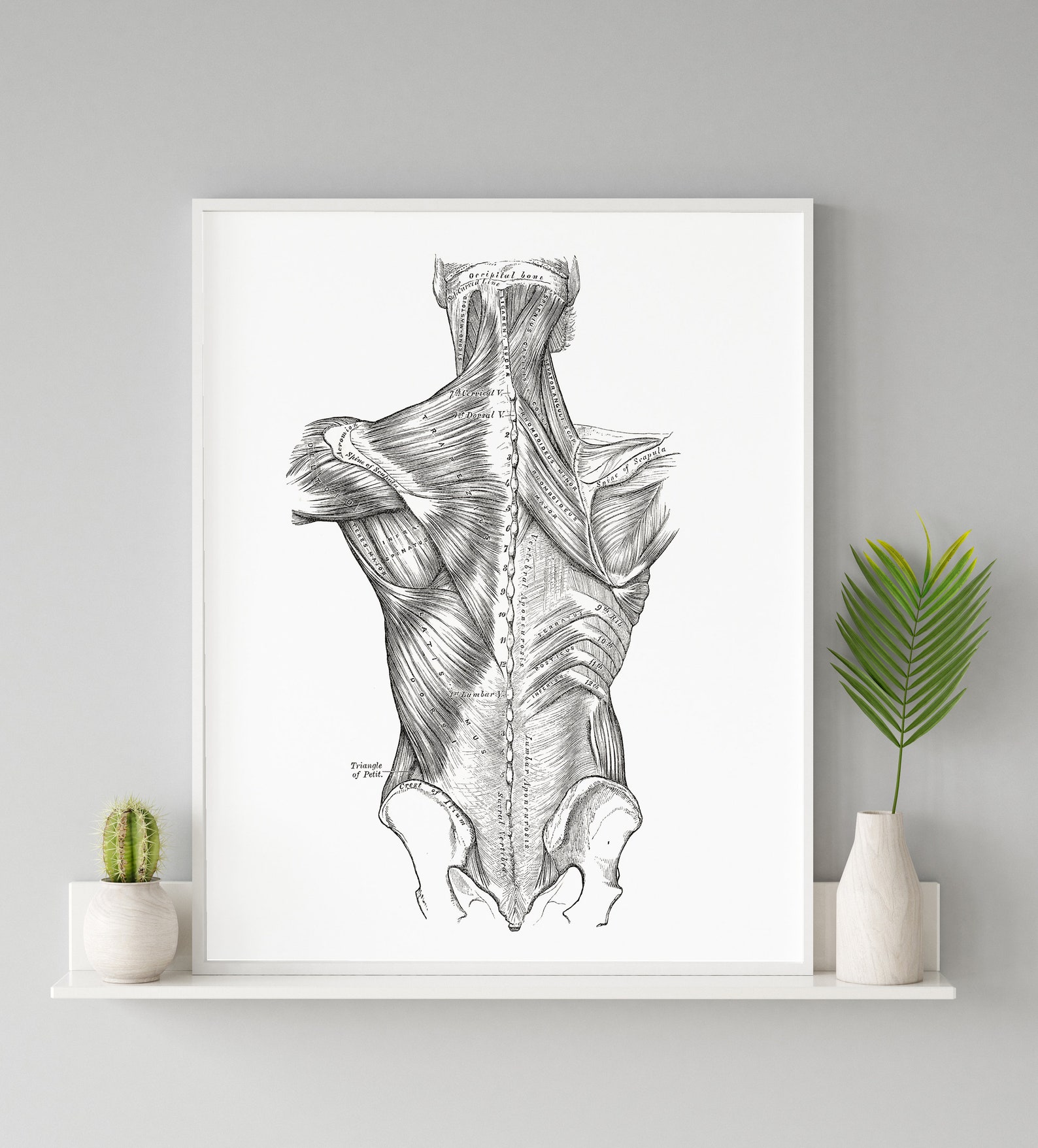 Muscles of the Back Vintage Human Anatomy Art Print Medical | Etsy