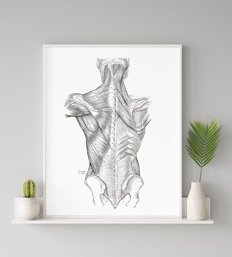 Muscles of the Back Vintage Human Anatomy Art Print - Etsy