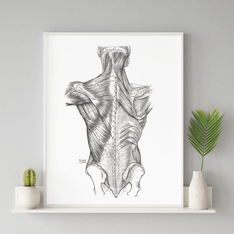 Anatomy Art - Etsy