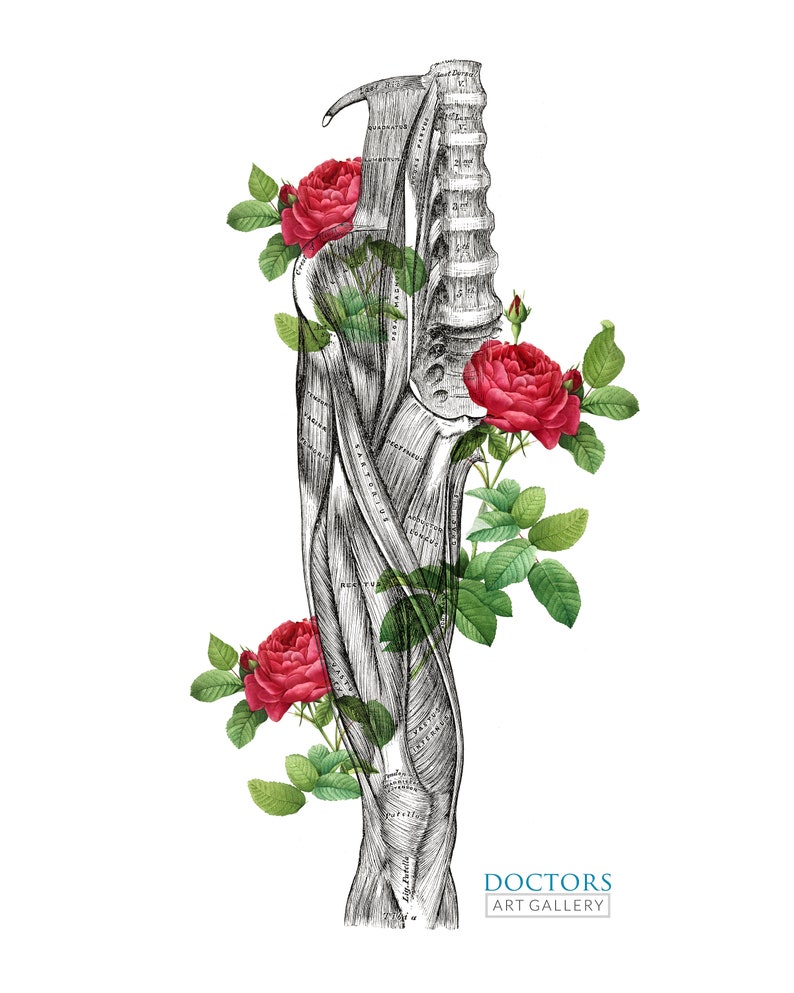 Femoral Iliac Muscle Leg Flower Human Anatomy Art Print - Etsy