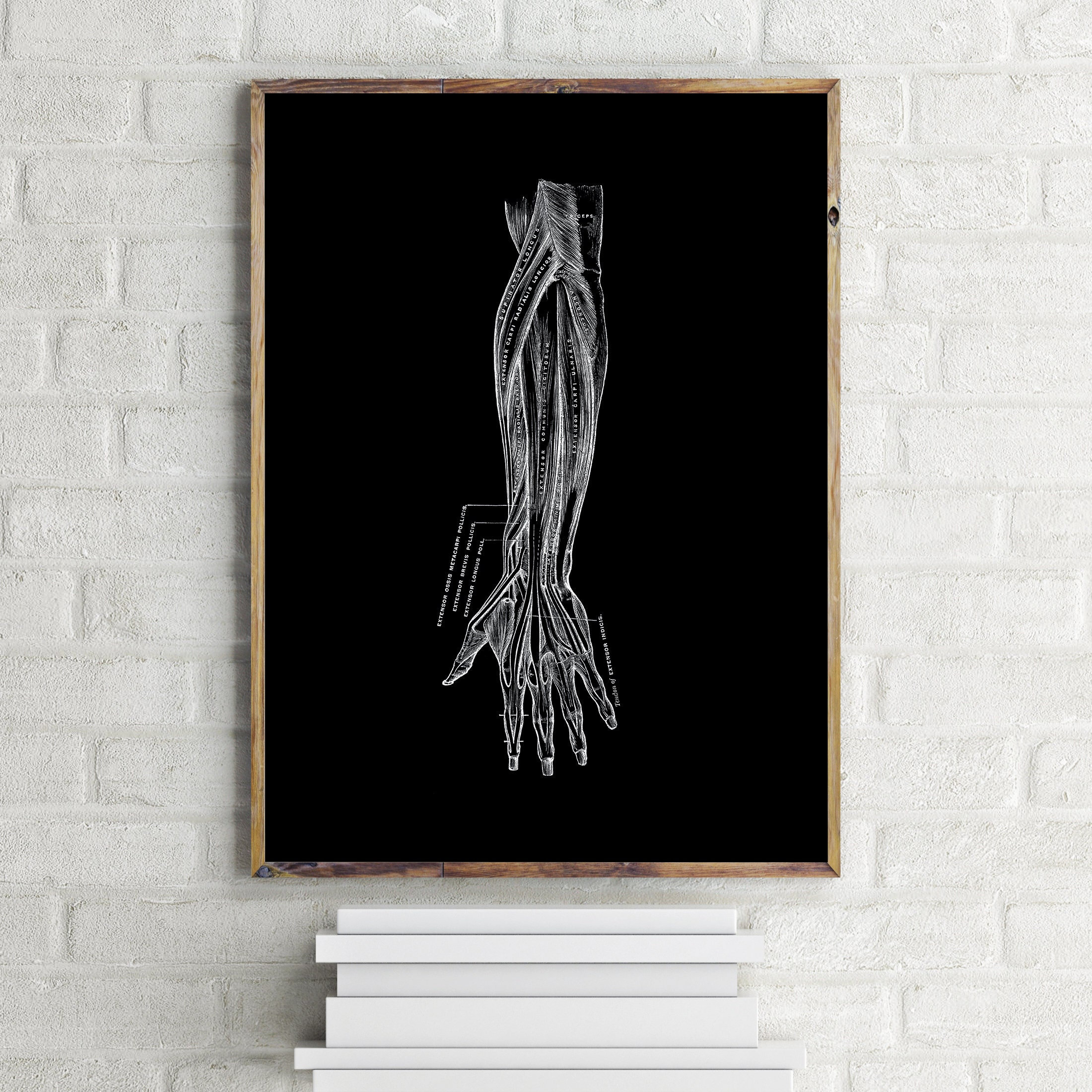 Hand Forearm Muscle Tendon Vintage Human Anatomy Art Print - Etsy