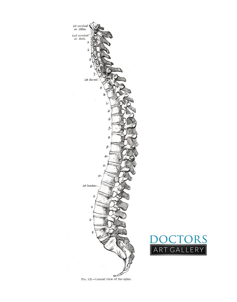 Vintage Lateral Spine Osteology Vertebrae Anatomy Art Print - Etsy