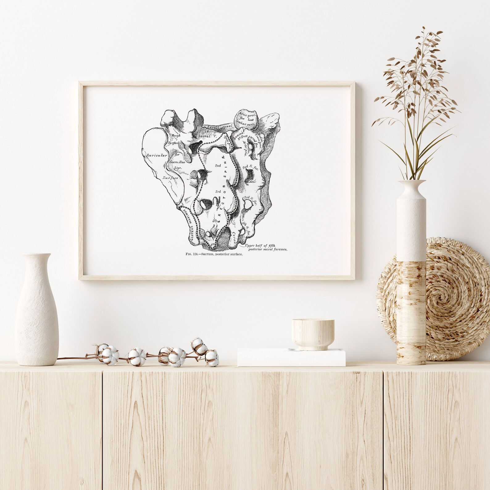 Sacrum Posterior Pelvis Spine Bone Osteology Vintage Anatomy - Etsy