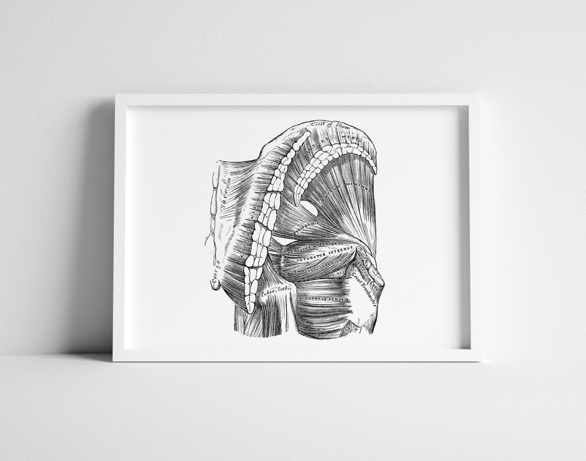 Gluteus Muscle Vintage Human Anatomy Art Print Medical Drawing - Etsy