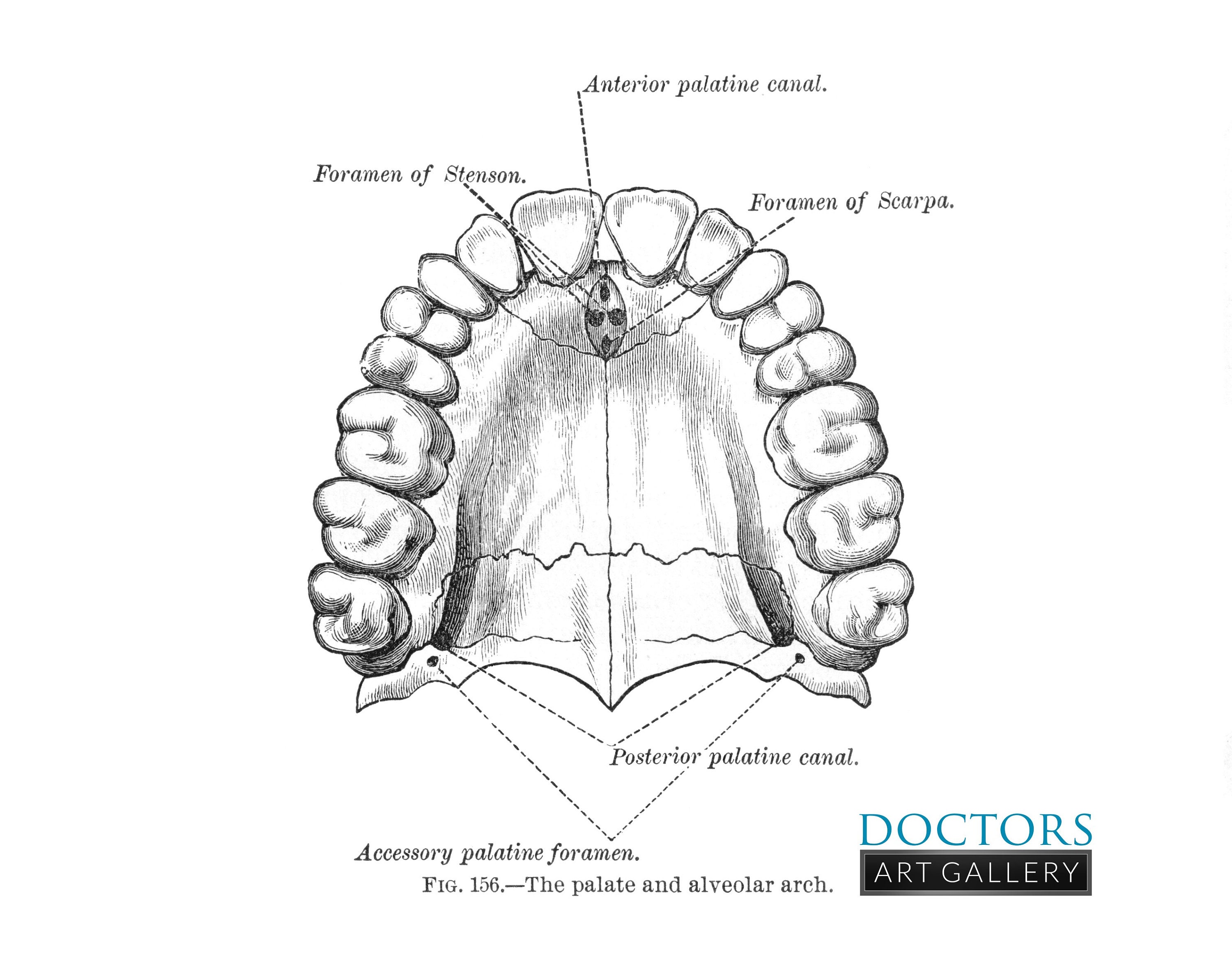 Alveolar Arch
