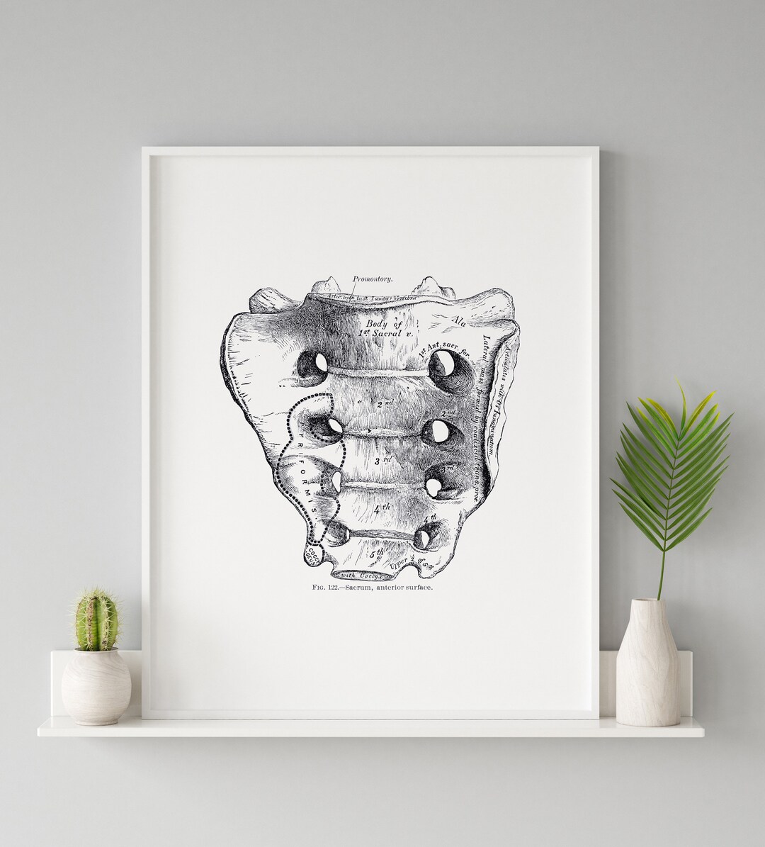Vintage Anatomy Pelvis Sacrum Bone Osteology Ortho Human Anatomy Art ...