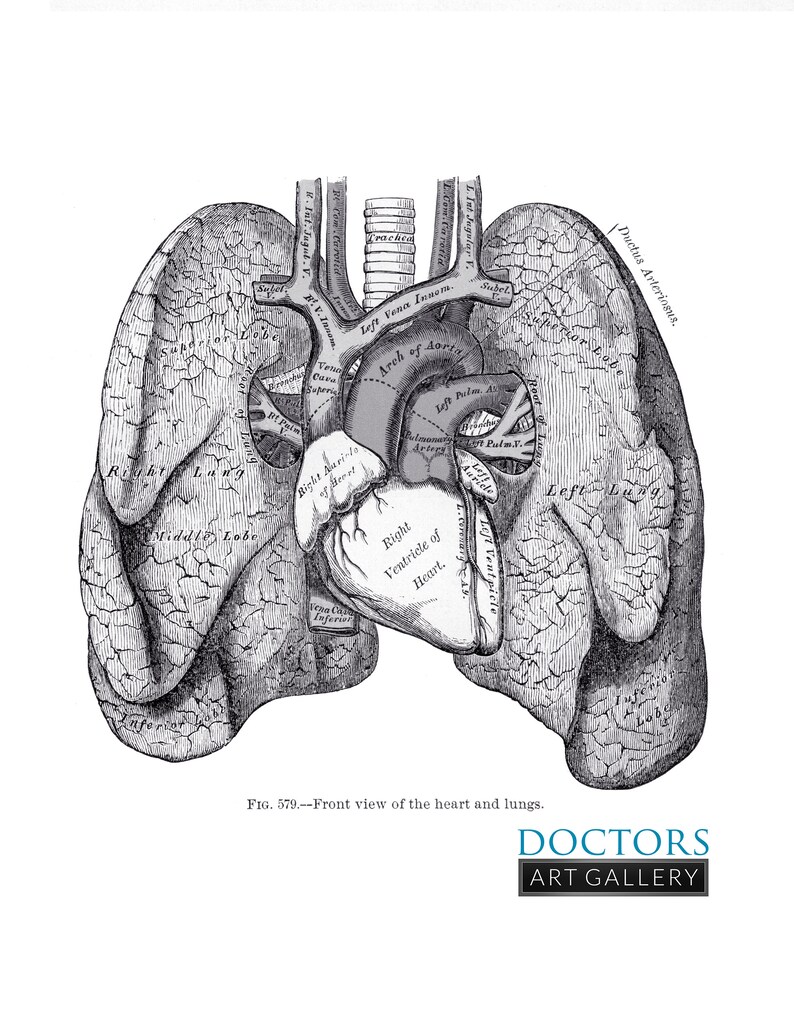 Lung Lobes and Heart Cardiology Pulmonology Respiratory Black - Etsy