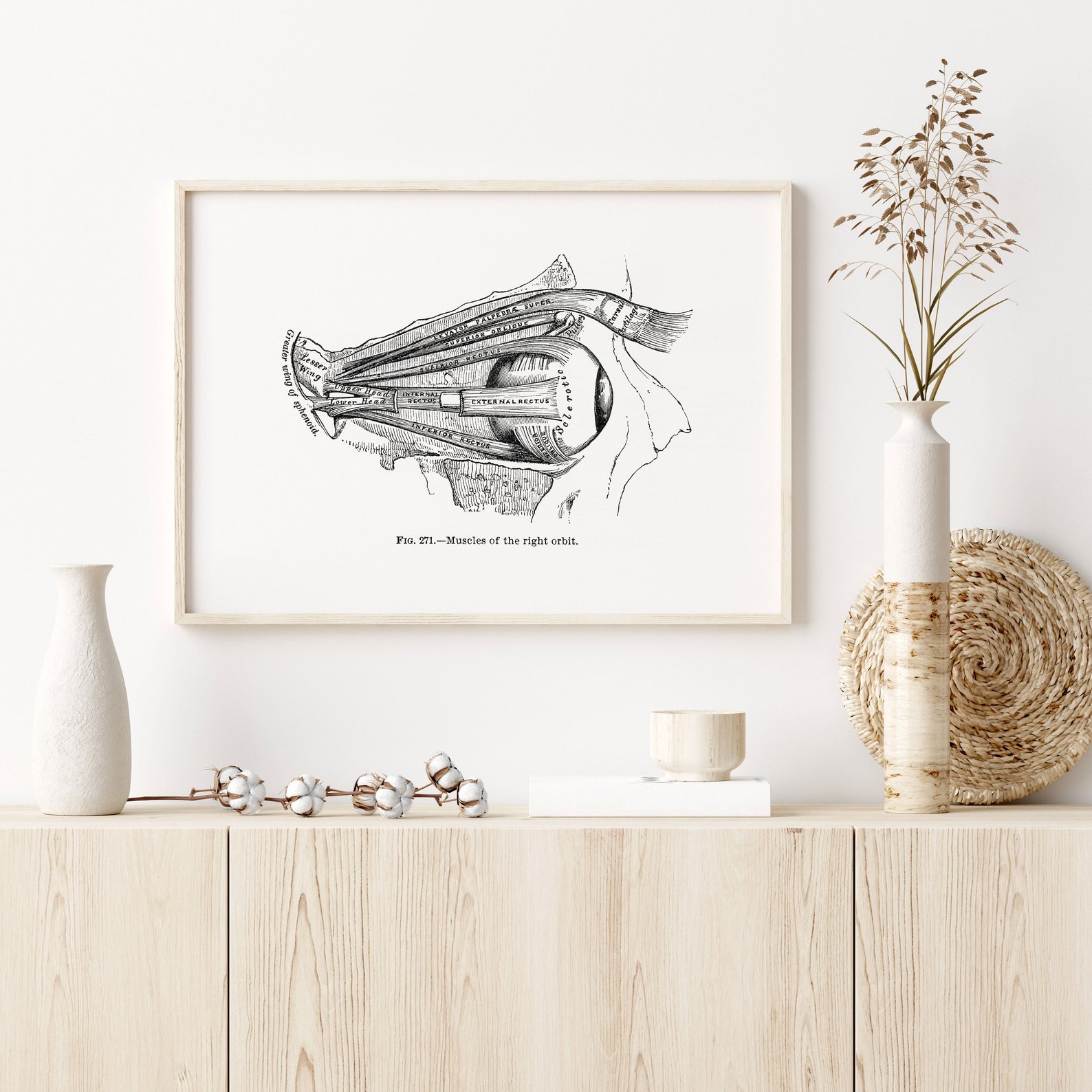 Eye Muscles of the Orbit Optometry Ophthalmology Vintage - Etsy