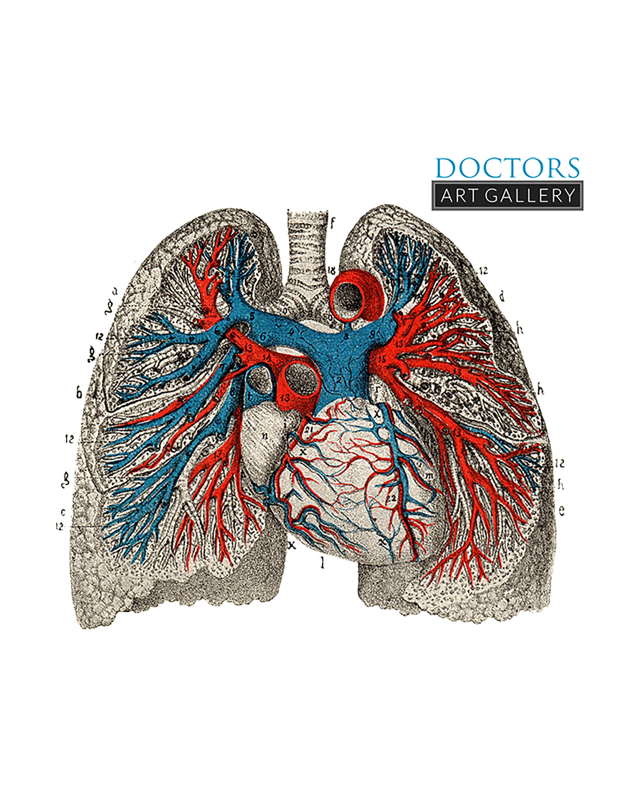 Lungs and Heart Cardiology Pulmonology Human Anatomy Art Print - Etsy