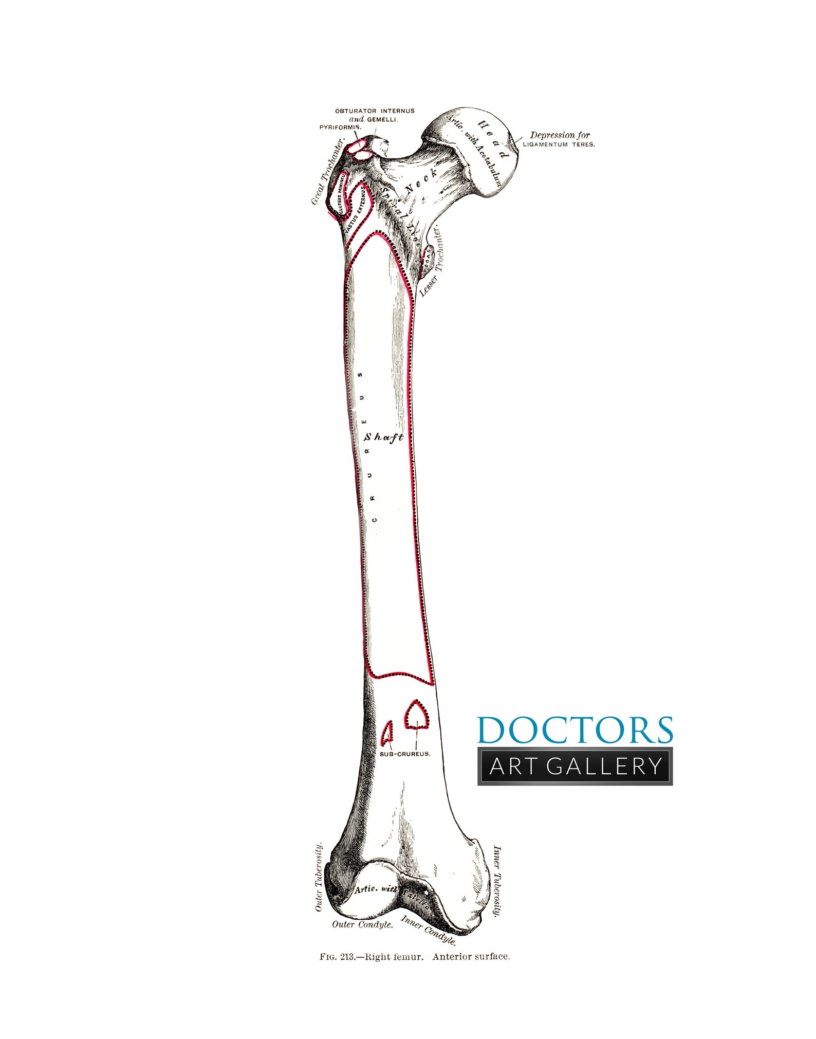 Femur Leg Bone Osteology Ortho Vintage Human Anatomy Art Print - Etsy UK
