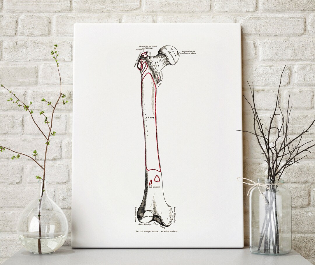 Femur Leg Bone Osteology Ortho Vintage Human Anatomy Art Print - Etsy