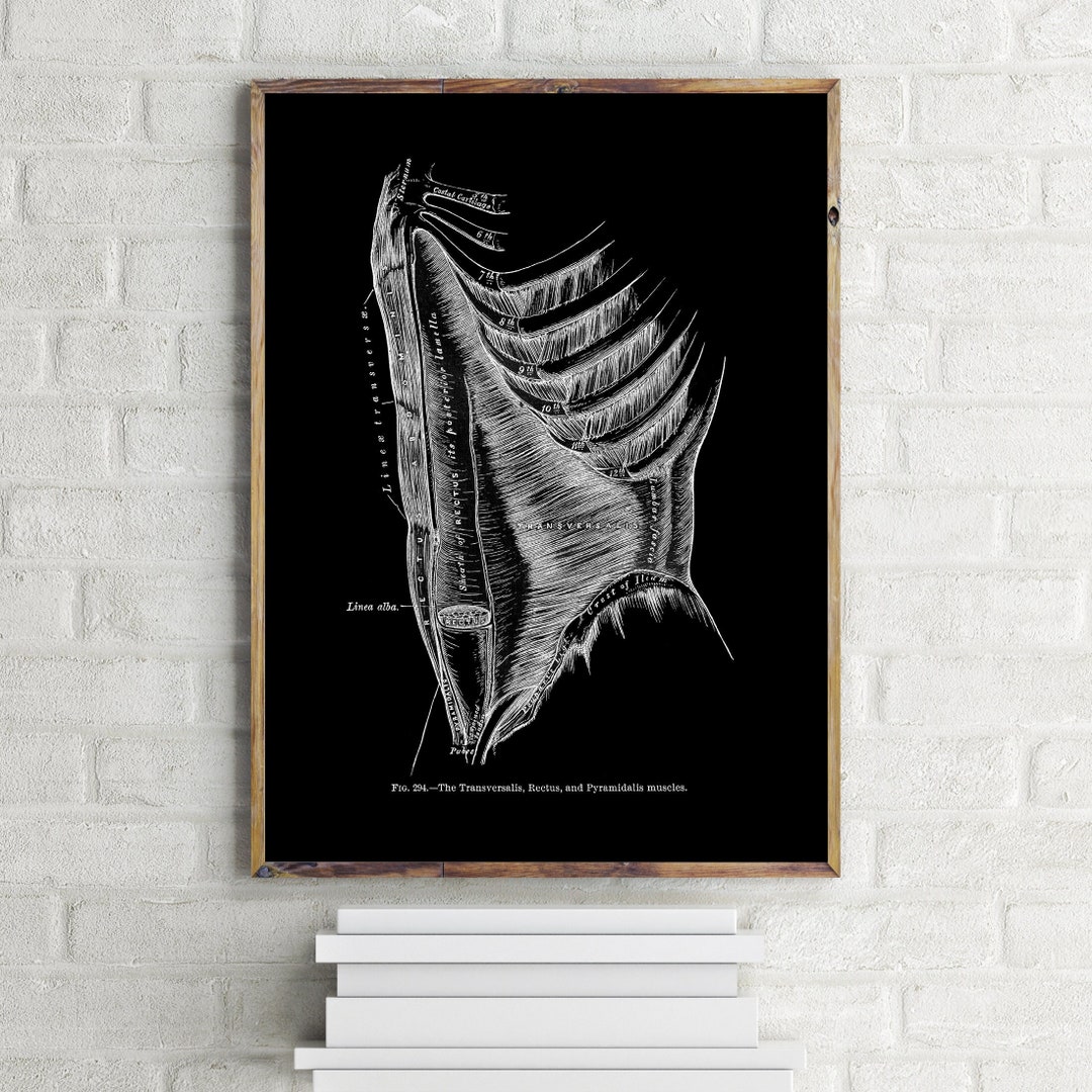 Transverse Abdominis Internal Abdominal Rectus and Pyramidalis Muscles ...