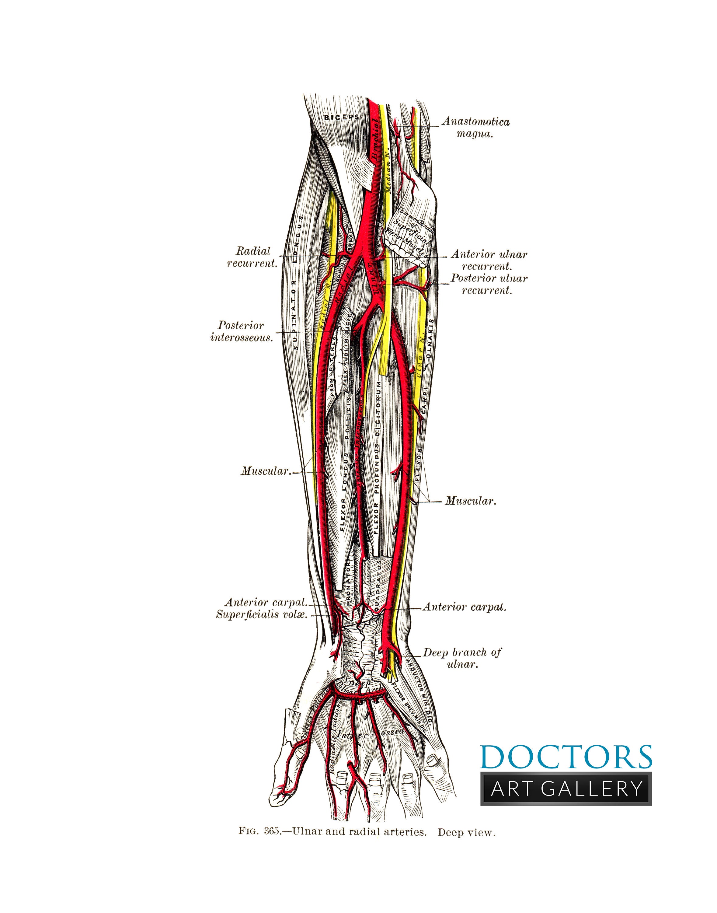 Right Ulnar Artery