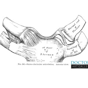 Sternoclavicular Joint Sternum Rib Clavicle Ligament Vintage Anatomy ...
