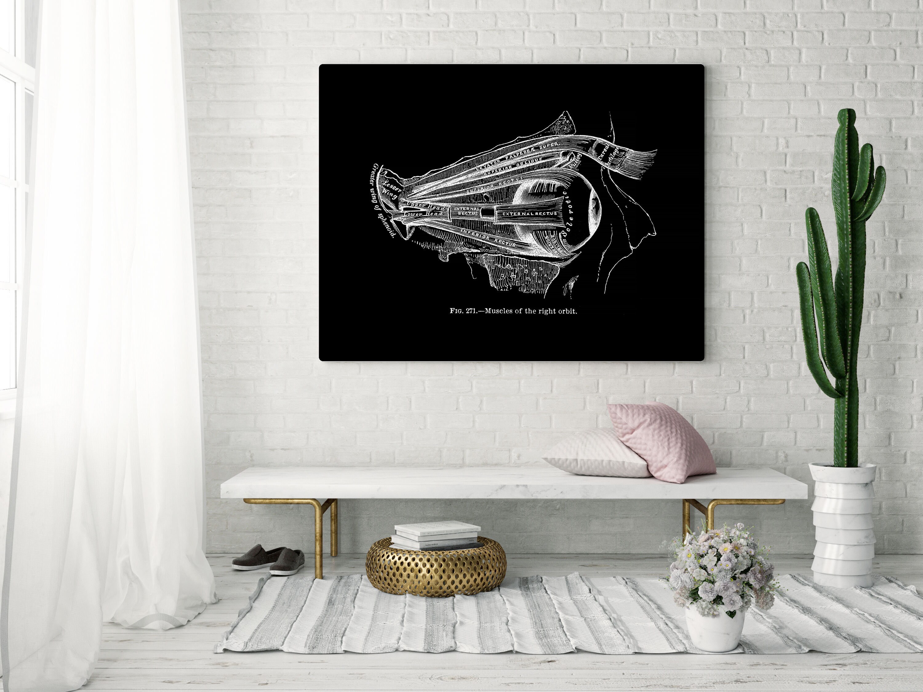 Eye Muscles of the Orbit Optometry Ophthalmology Vintage - Etsy