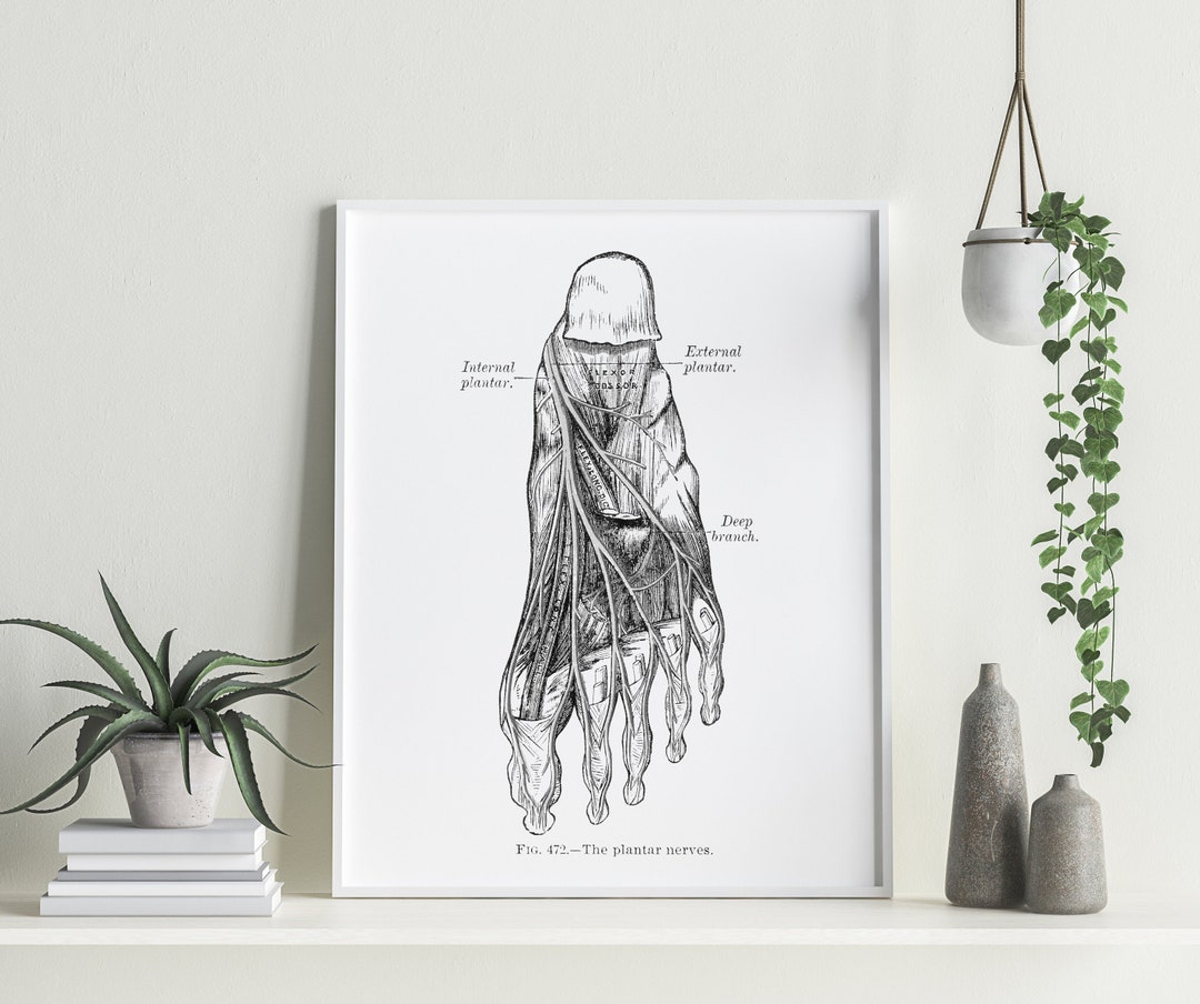 Plantar Nerves Podiatry Anatomical Foot Vintage Human Anatomy Art Print ...