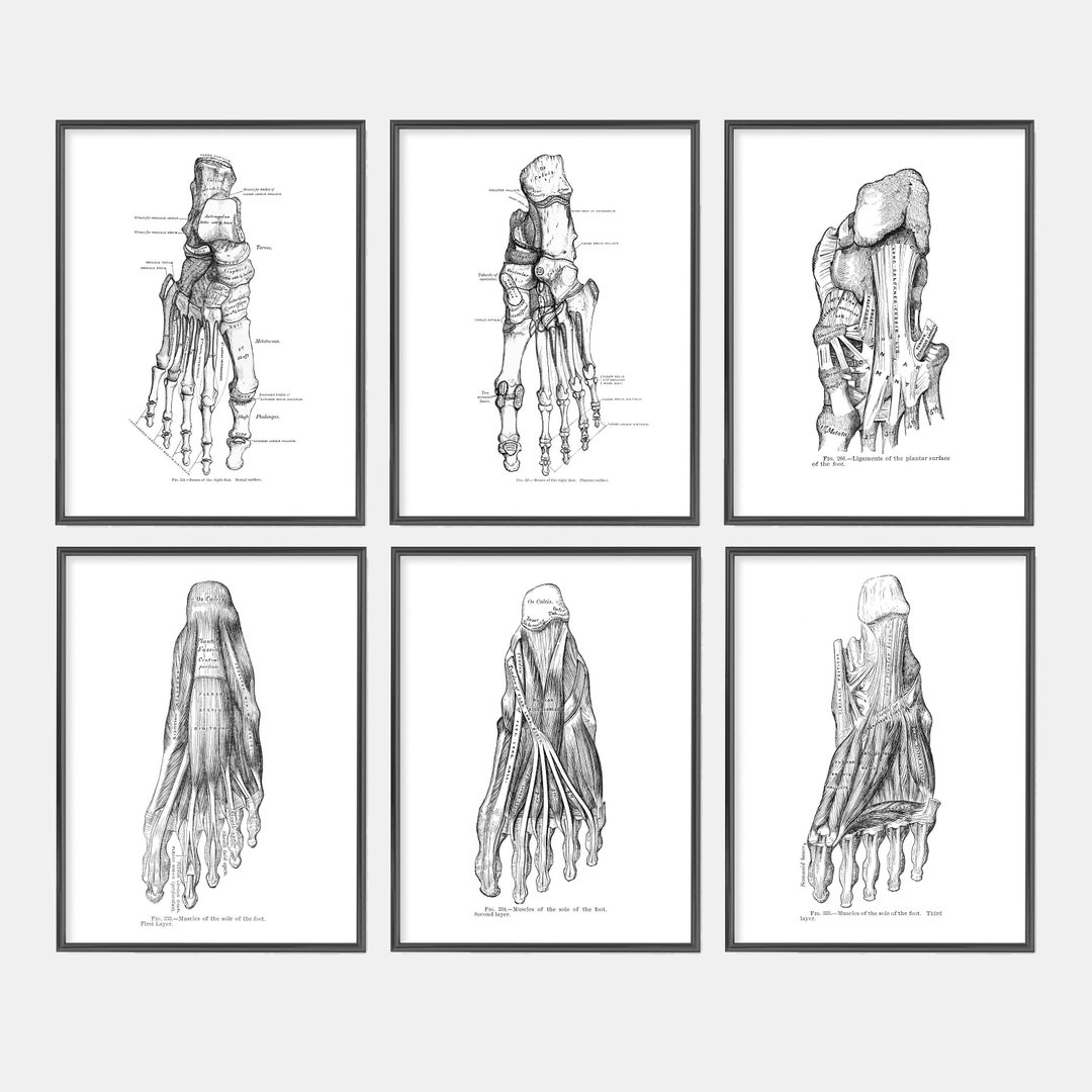 Podiatry Lower Limb Art Collection 6-piece Anatomy Art Prints Including ...