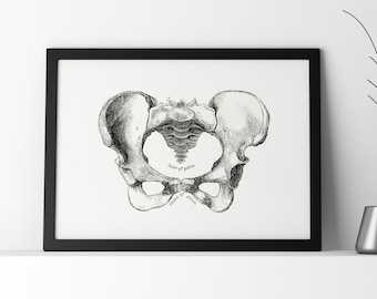 Female Pelvis Art | Etsy