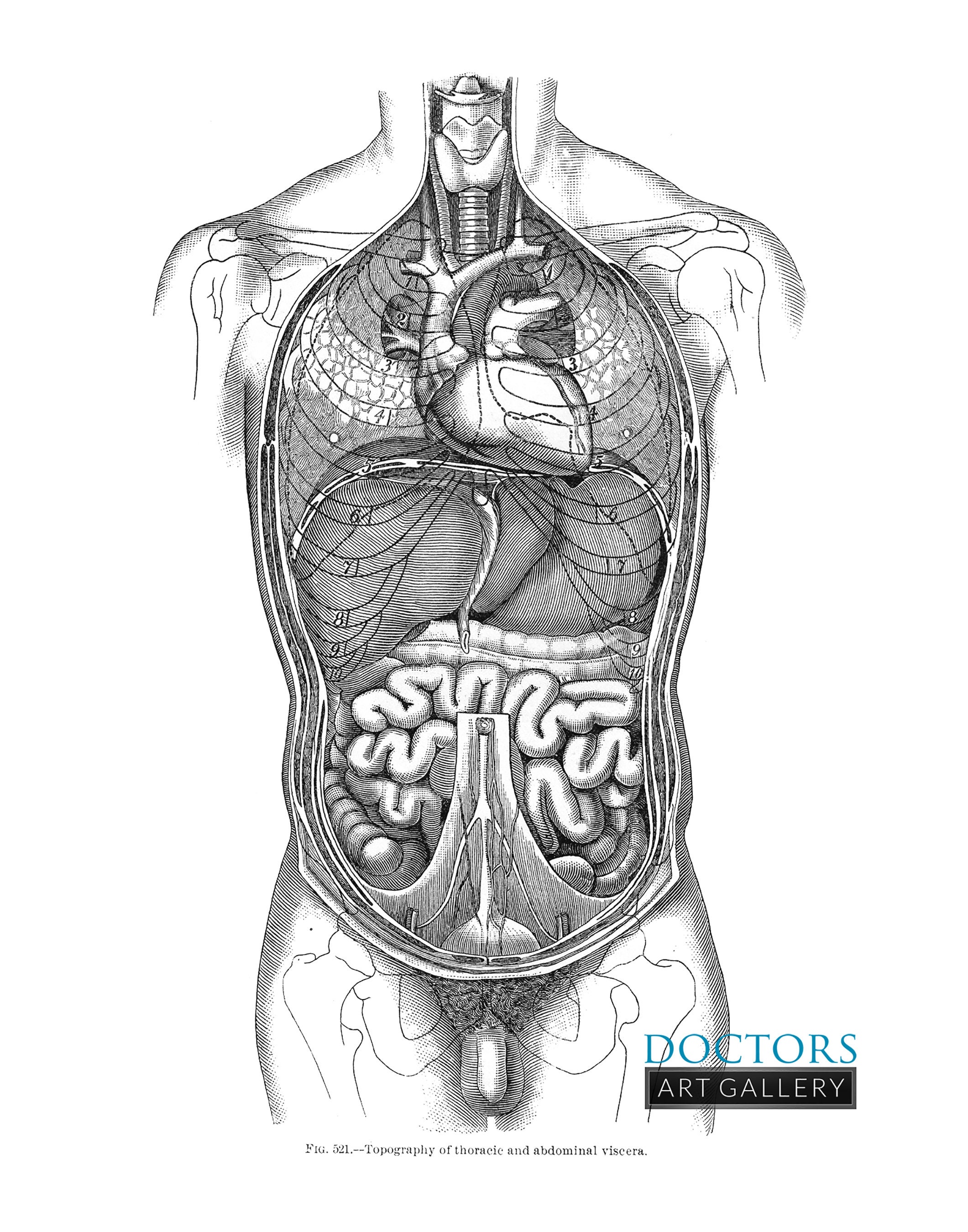 Thoracic and Abdominal Viscera Organs of Digestion Vintage Anatomy Art ...