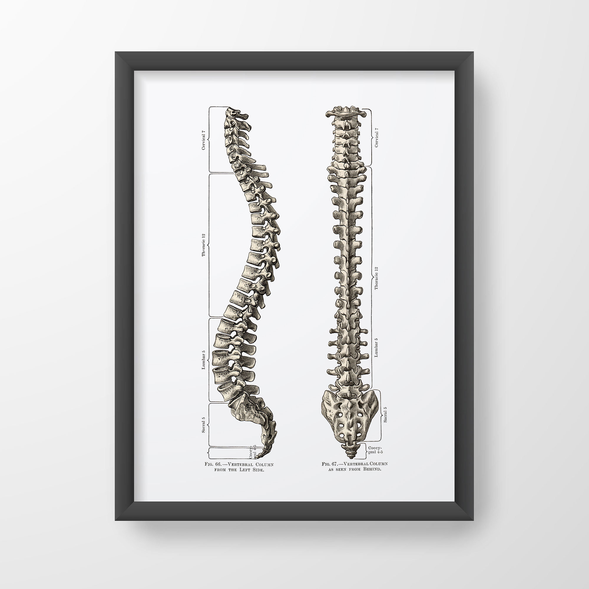 Spinal Column Vertebrae Vintage Spine Human Anatomy Art Print - Etsy