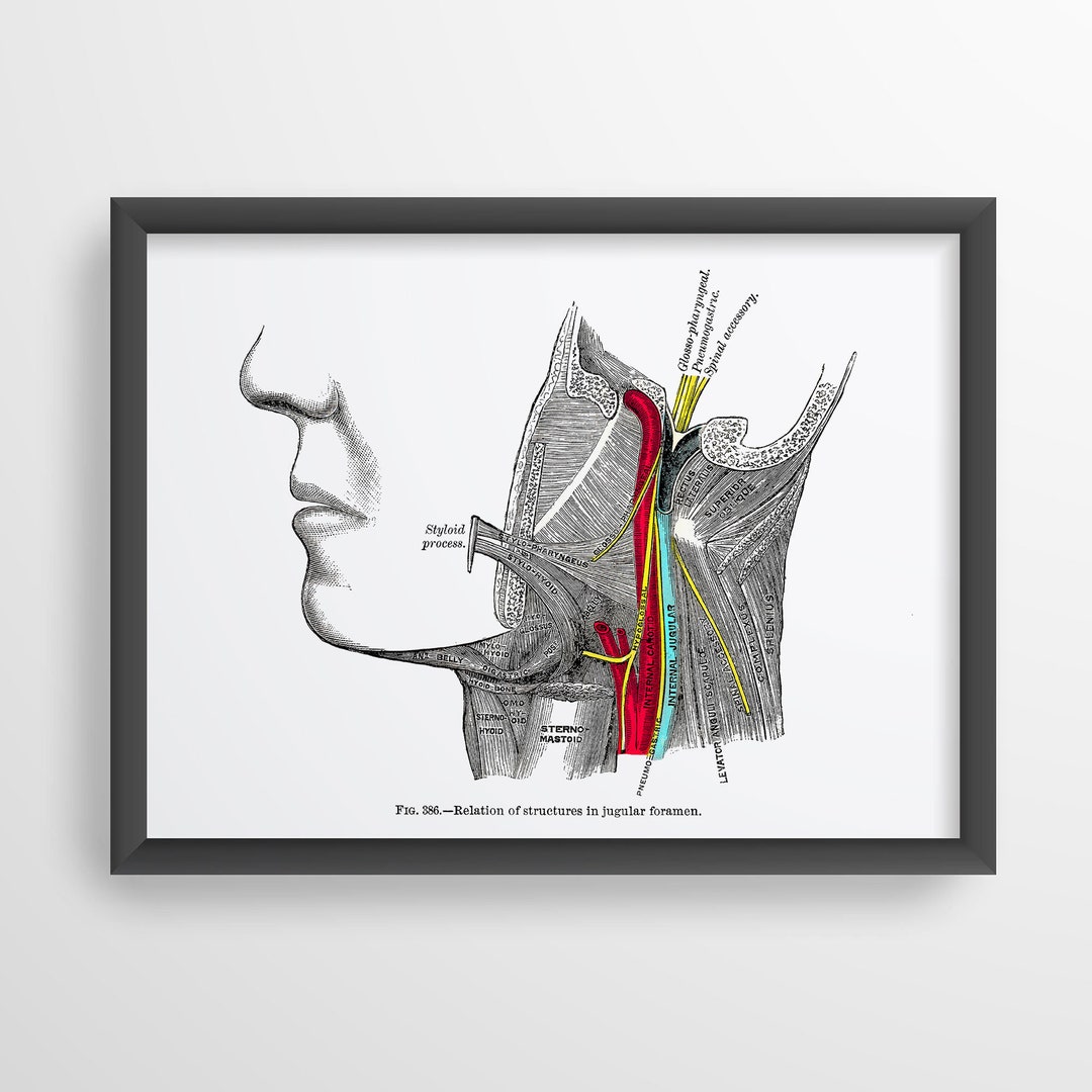 Carotid Artery Jugular Hypoglossal Neck Muscle Vintage Human Anatomy ...