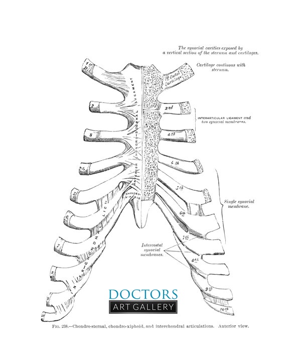 Interchondral Joint