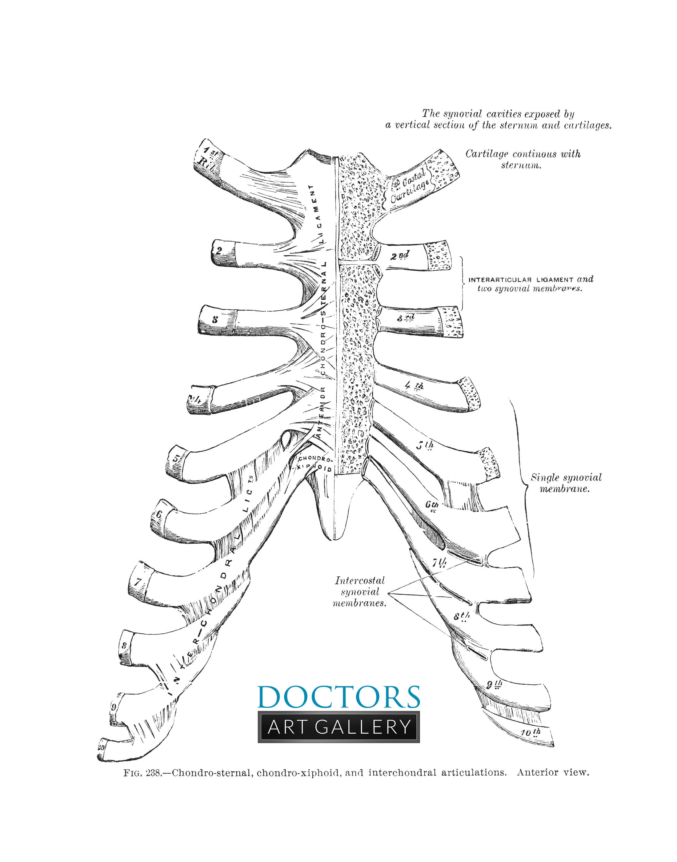 Chondrosternal Joint