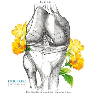 Knee Joint Internal Ligament Orange Flower Vintage Human Anatomy Art ...