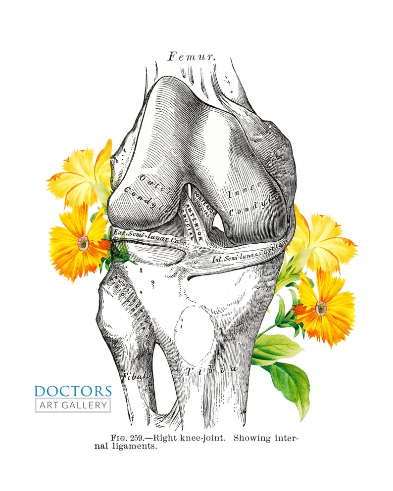 Knee Joint Internal Ligament Orange Flower Vintage Human Anatomy Art ...