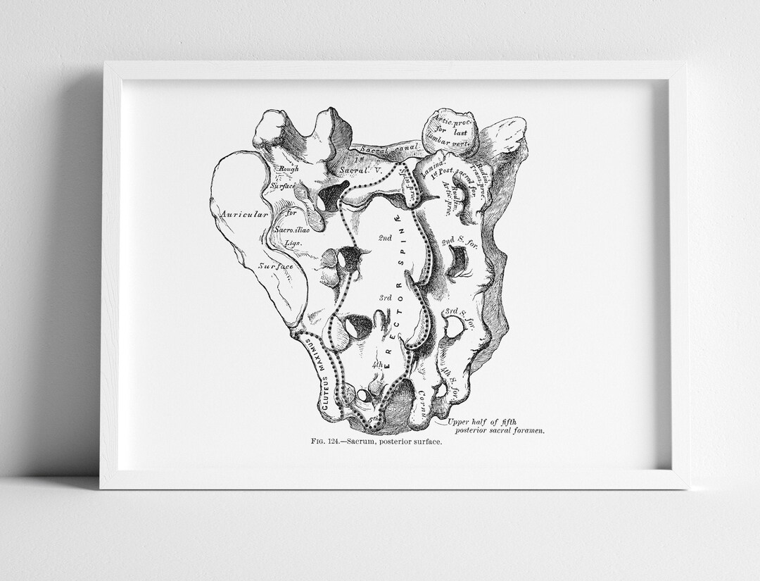 Sacrum Posterior Pelvis Spine Bone Osteology Vintage Anatomy Art Print ...